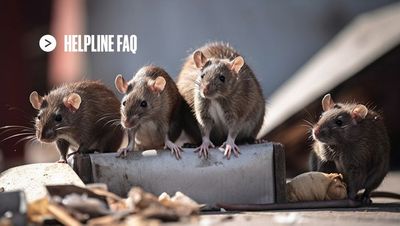 Eradicating vermin in a rented property | Propertymark
